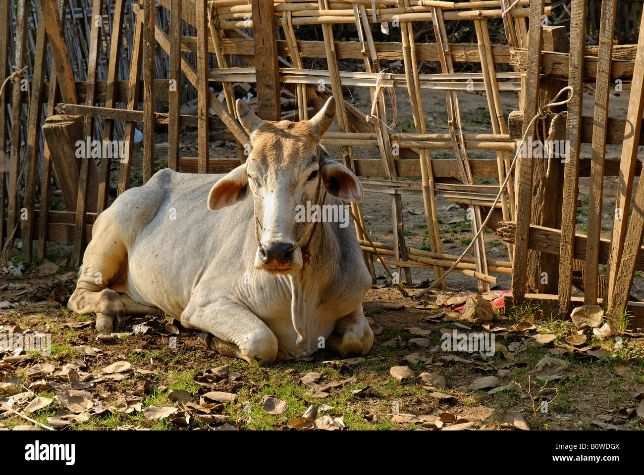 Zebu or Humped Cattle (Bos primigenius indicus), Myanmar, Burma Stock ...