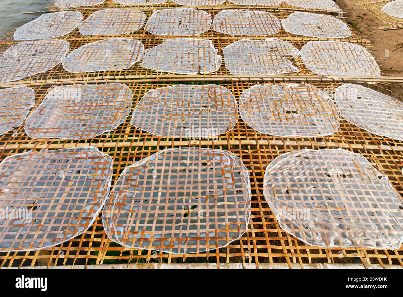 Thin rice paper drying in the sun, Mekong Delta, Vietnam, Southeast ...