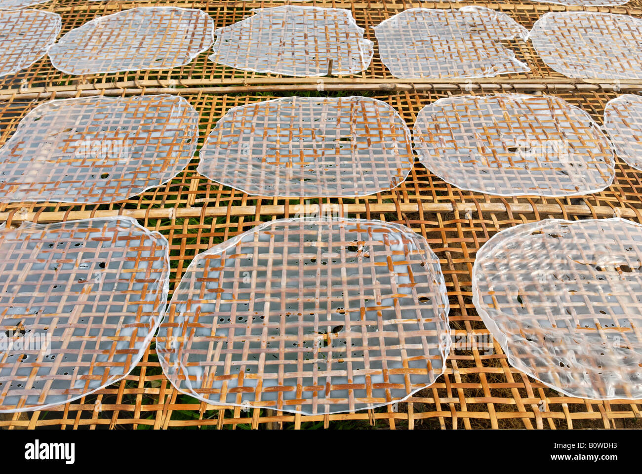 Thin rice paper drying in the sun, Mekong Delta, Vietnam, Southeast ...