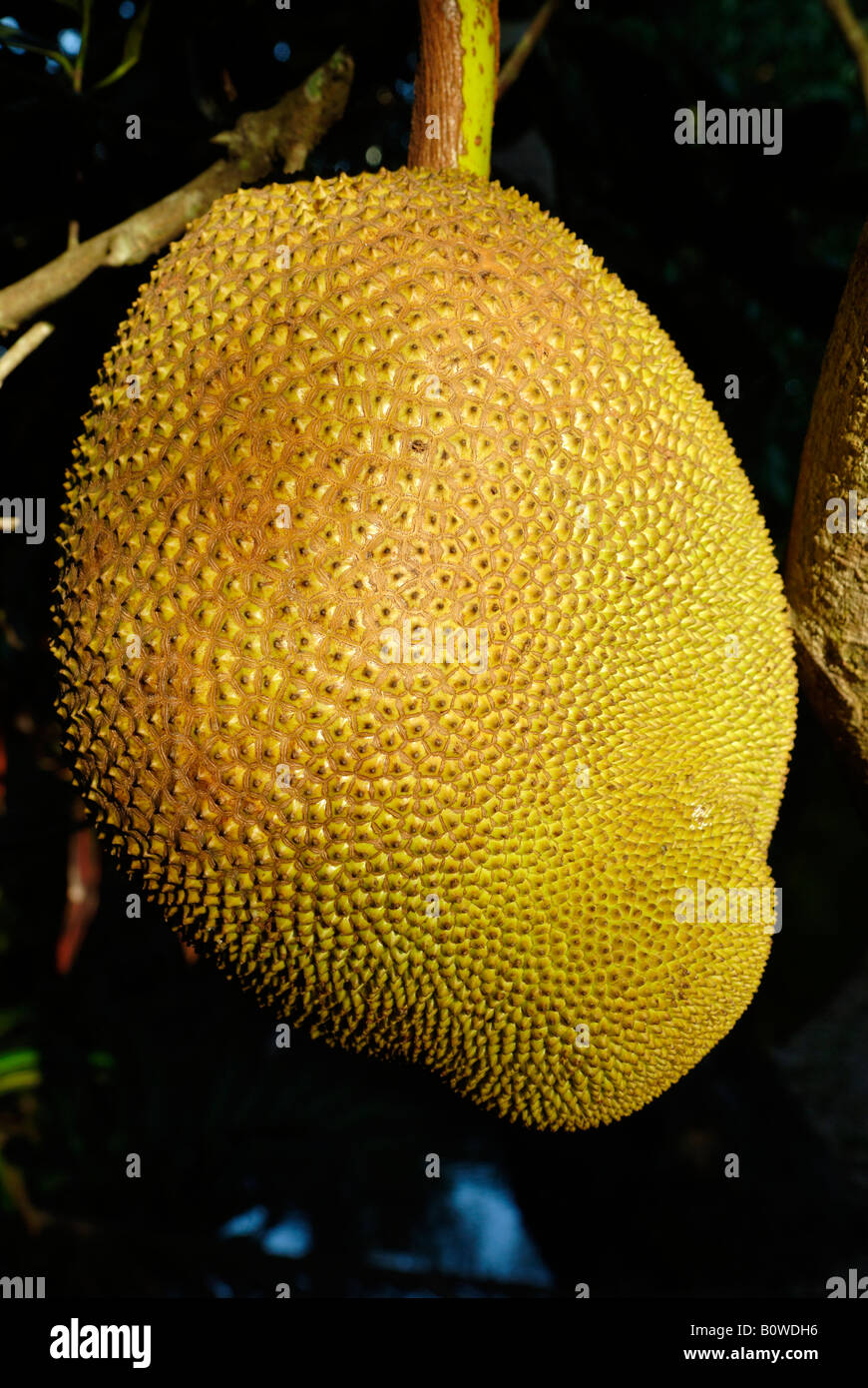 The jackfruit hi-res stock photography and images - Alamy