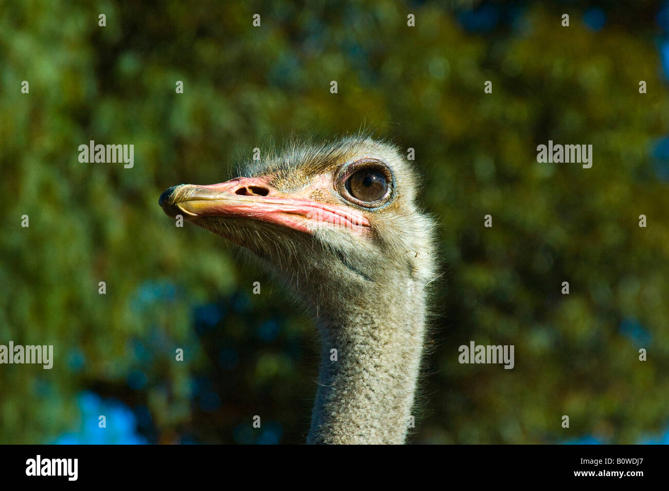 Ostrich (Struthio camelus), portrait, South Africa Stock Photo - Alamy