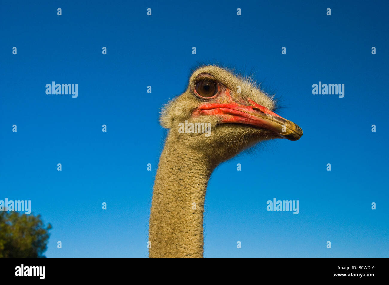 Ostrich (Struthio camelus), portrait, South Africa Stock Photo - Alamy