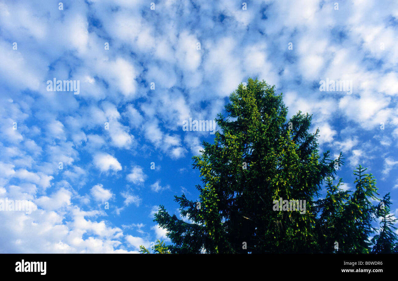 Spruce tree seen from below, blue sky with small clouds Stock Photo - Alamy