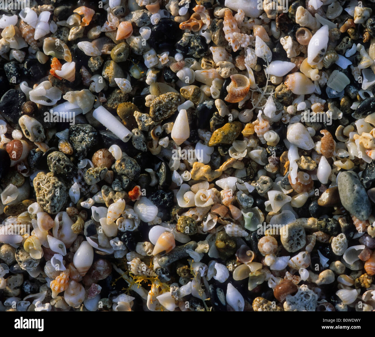 Various shells, seashells on a beach Stock Photo - Alamy