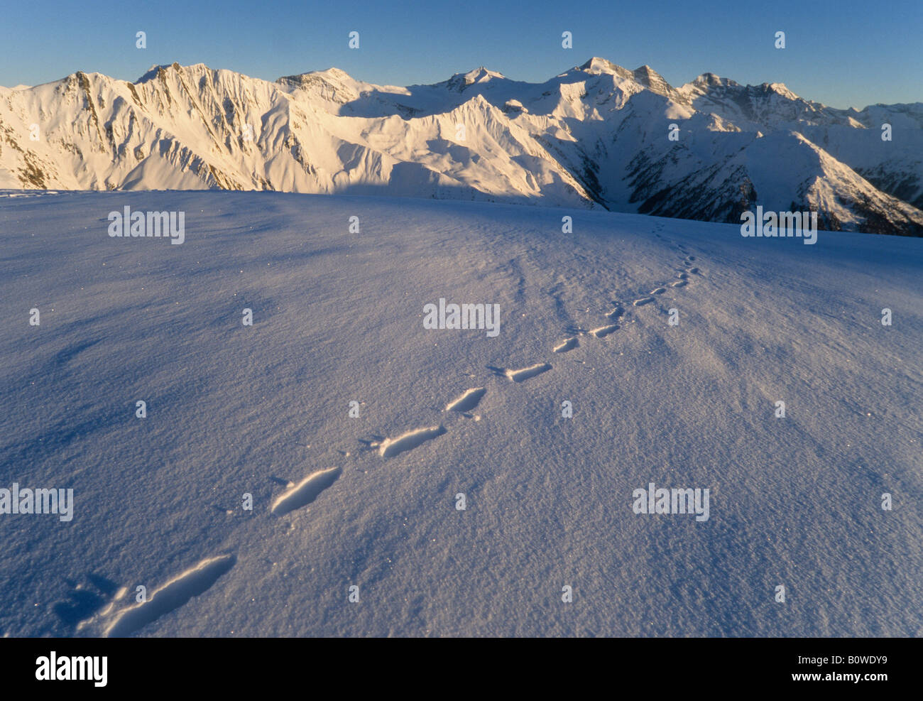 Tracks in the snow, Tux Alps, Tyrol, Austria, Europe Stock Photo - Alamy