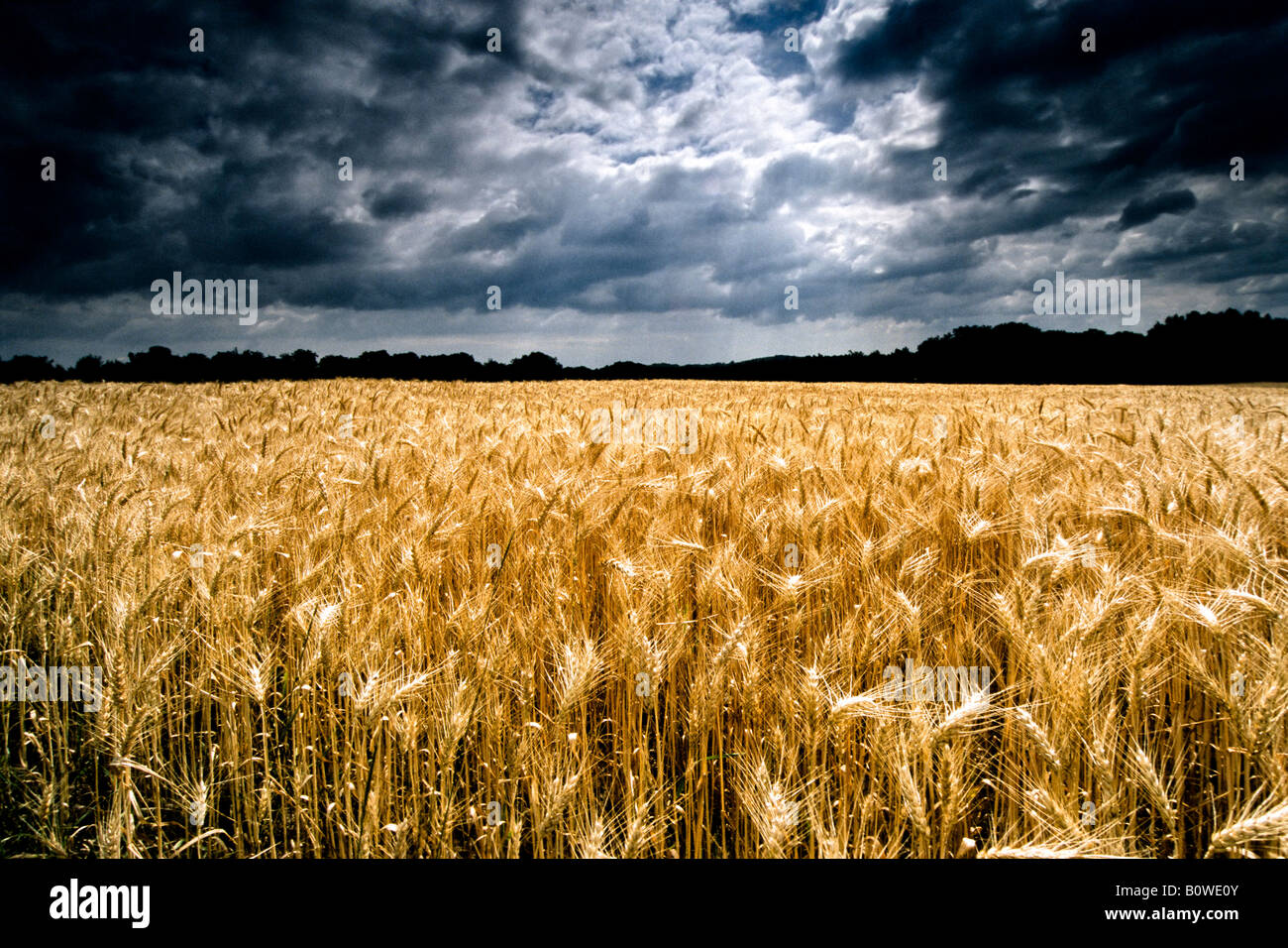 Wheat field ripe for harvest, grain field, dramatic clouds ...