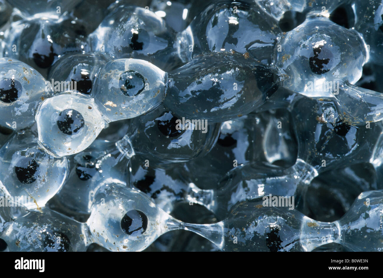 Common Frog spawn (Rana temporaria Stock Photo - Alamy