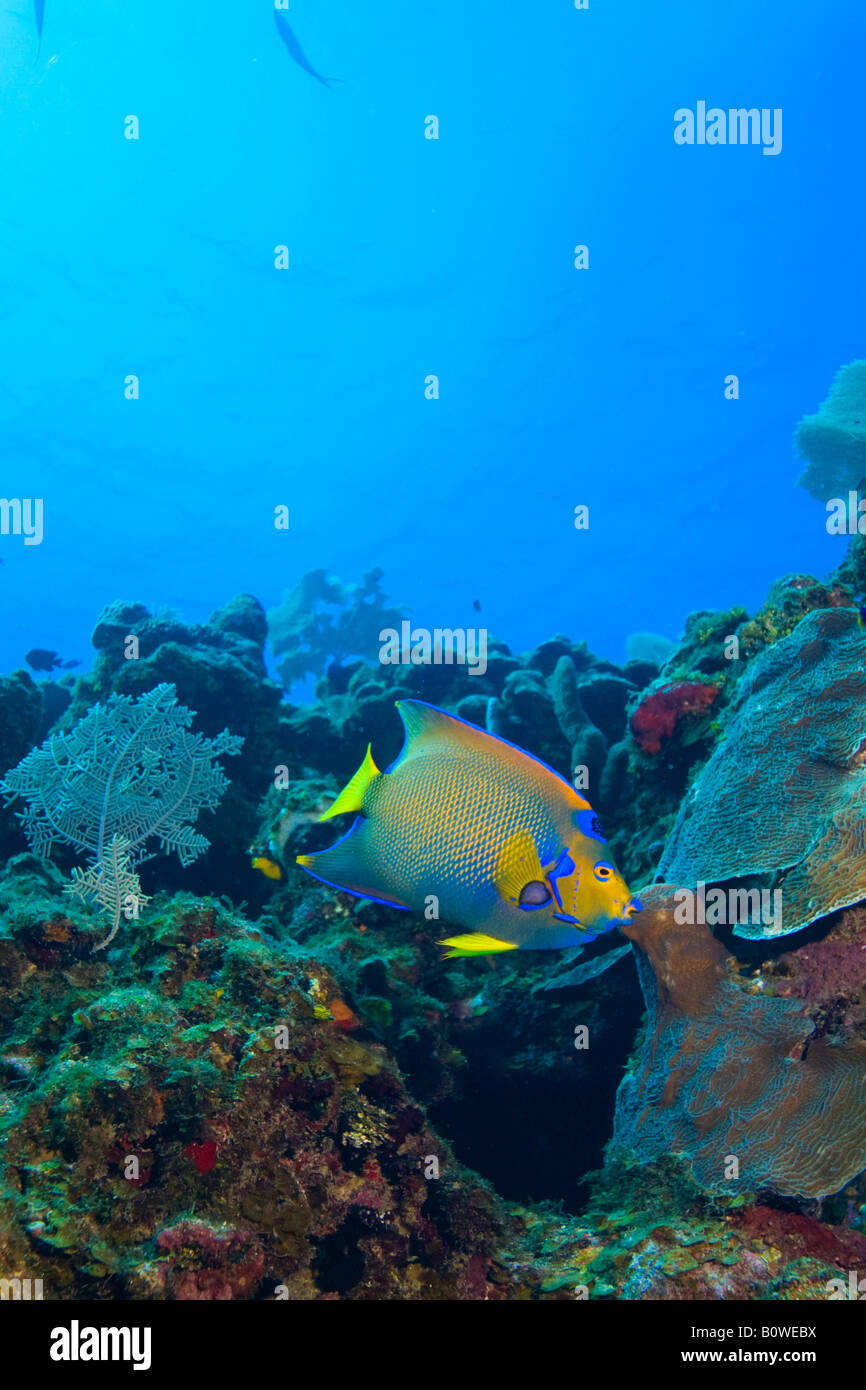 Queen Angelfish (Holacanthus ciliaris), Honduras, Caribbean Stock Photo ...