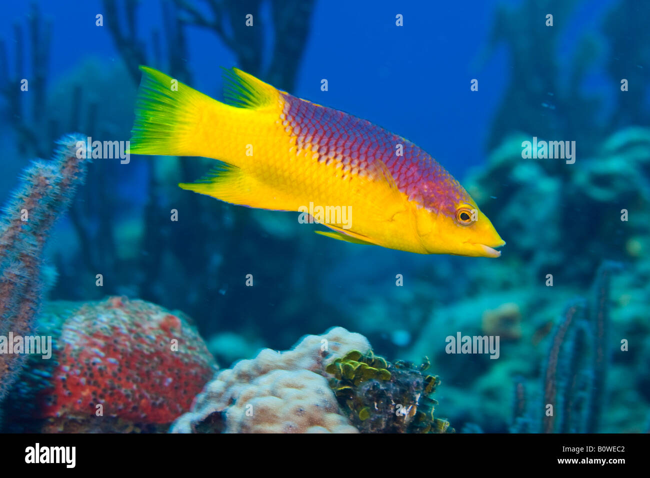 Spanish Hogfish or Hog Fish (Bodianus rufus), Roatan, Honduras ...