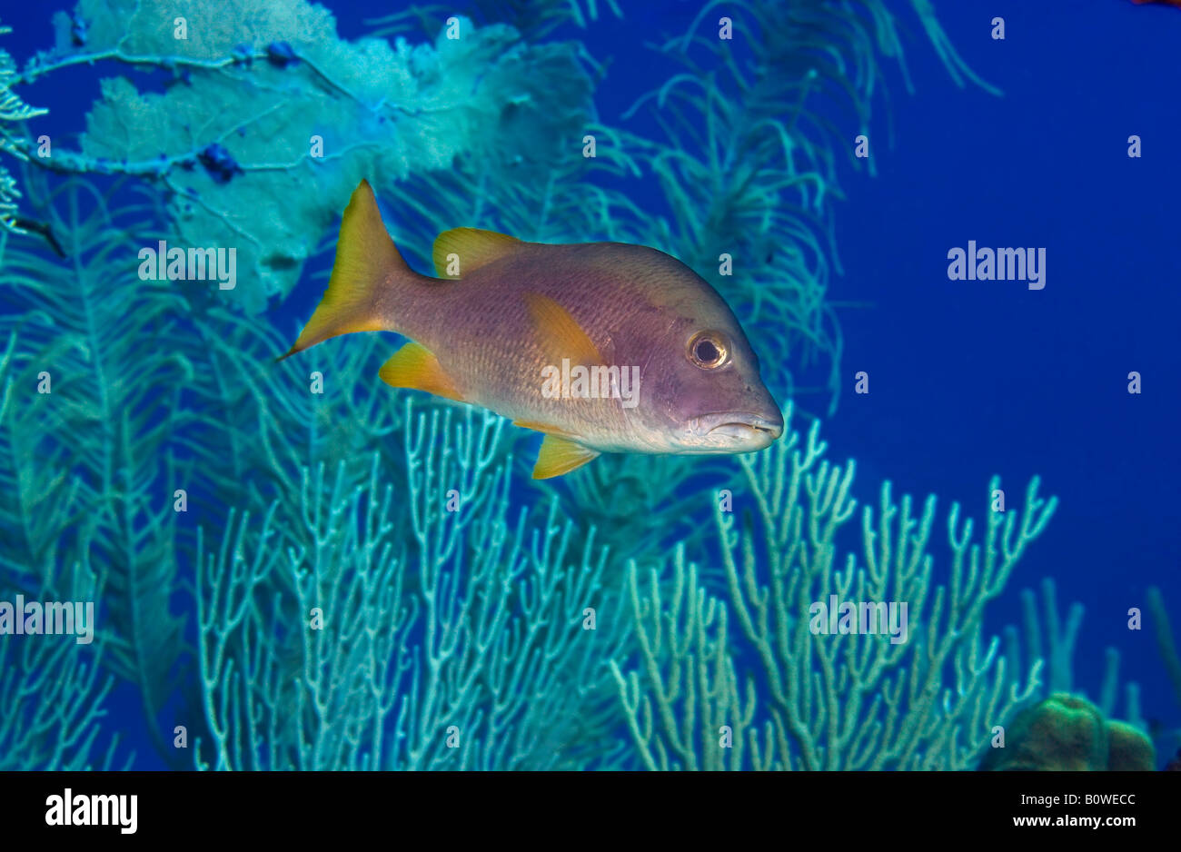 Schoolmaster Snapper (Lutjanus apodus), Roatan, Honduras, Caribbean ...