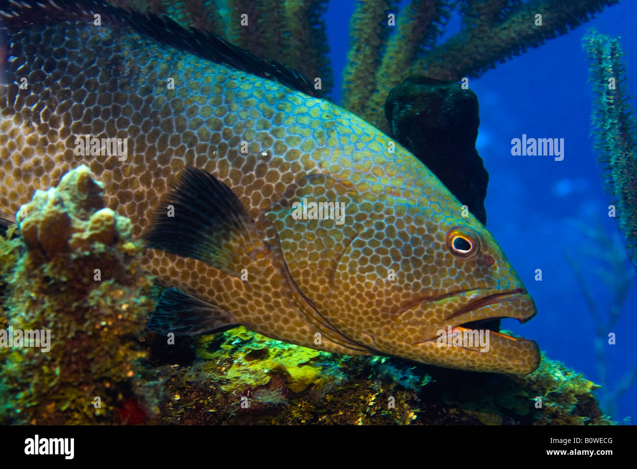 Tiger Grouper (Mycteroperca tigris), Roatan, Honduras, Caribbean Stock ...