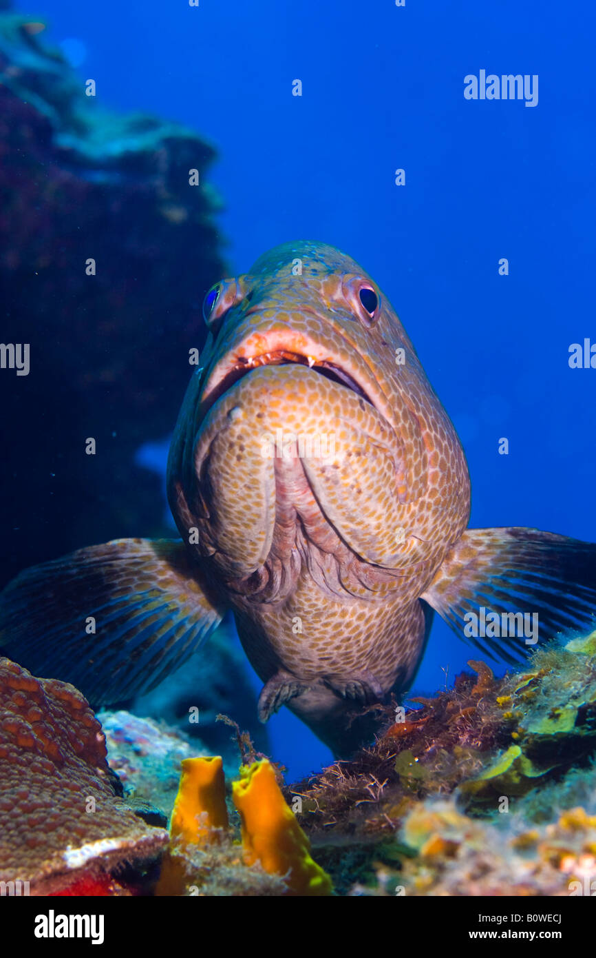 Tiger Grouper (Mycteroperca tigris), Roatan, Honduras, Caribbean Stock ...