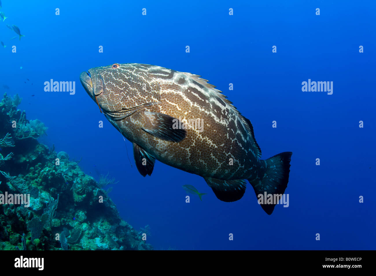 Grouper face hi-res stock photography and images - Alamy