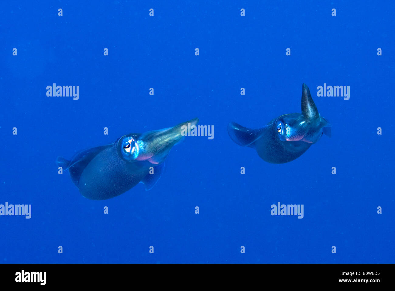 Bigfin Reef Squid, Oval Squids (Sepioteuthis lessoniana), Roatan ...