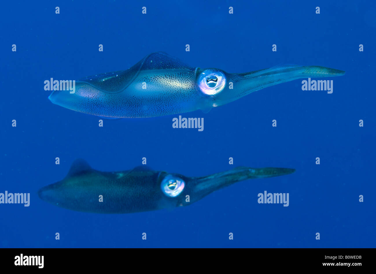 Bigfin Reef Squid, Oval Squids (Sepioteuthis lessoniana), Roatan ...