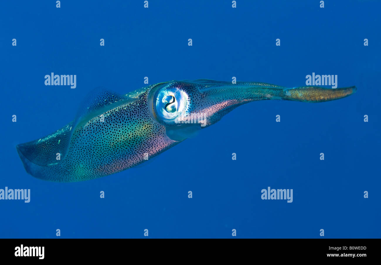 Bigfin Reef Squid, Oval Squid (Sepioteuthis lessoniana), Roatan ...