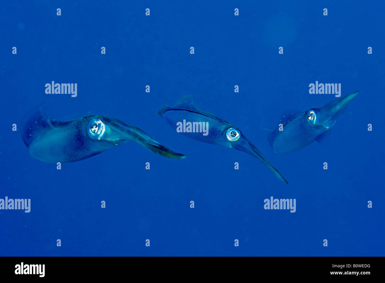 Bigfin Reef Squid, Oval Squids (Sepioteuthis lessoniana), Roatan ...