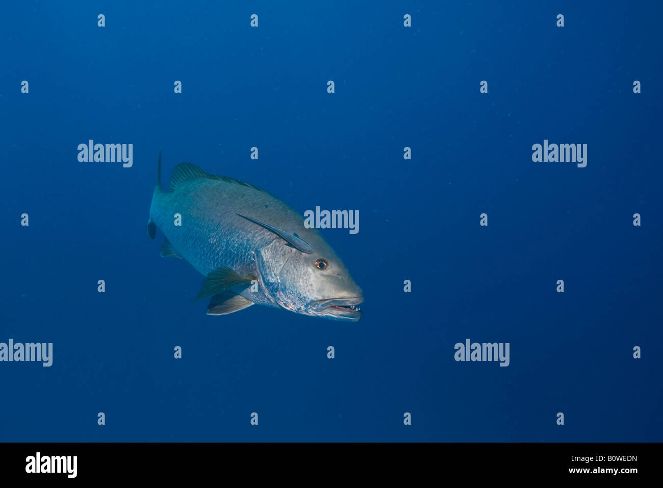 Two spot red snapper hi-res stock photography and images - Alamy
