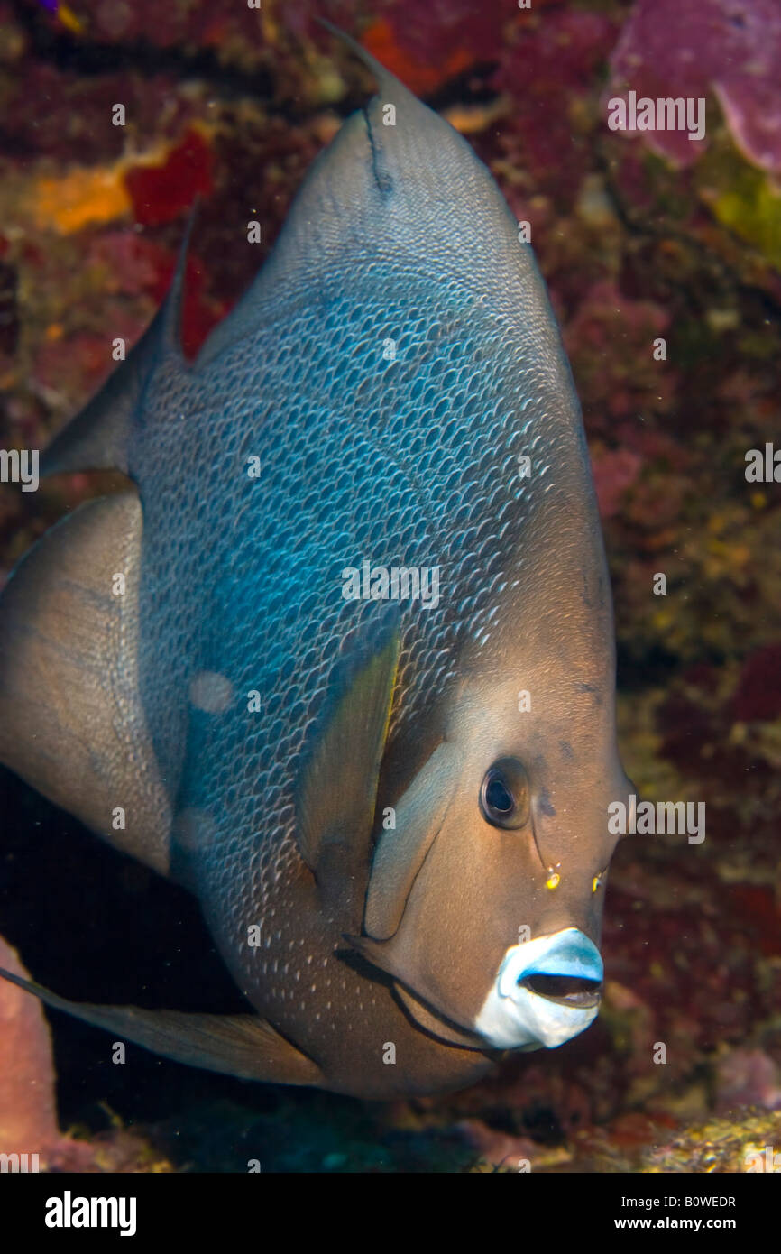 Gray Angelfish (Pomacanthus arcuatus), Honduras, Caribbean Stock Photo ...