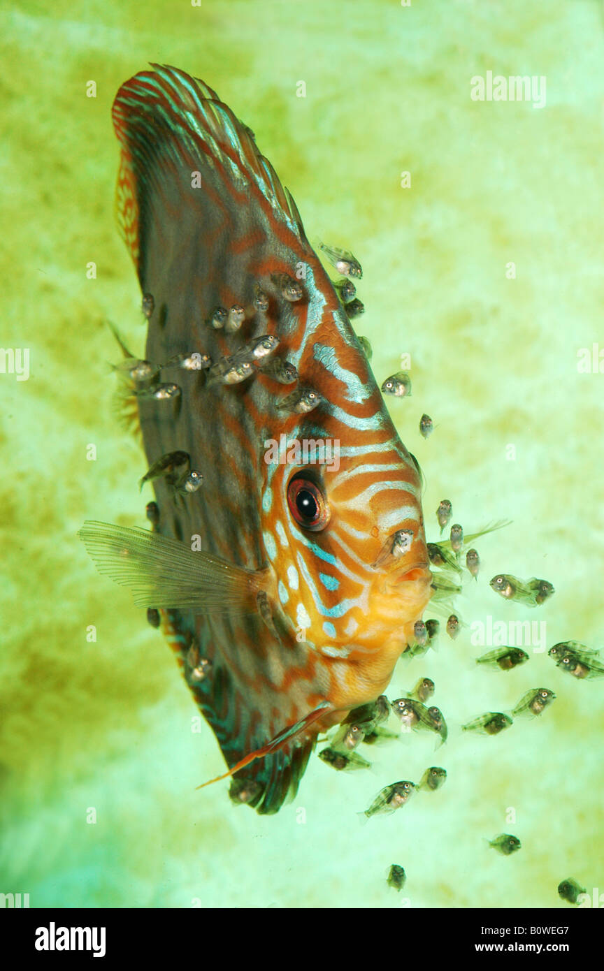 Spawn of fishes hi-res stock photography and images - Alamy