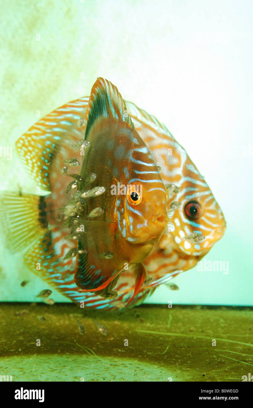 Adult Discus fish (Symphysodon) and spawn Stock Photo - Alamy