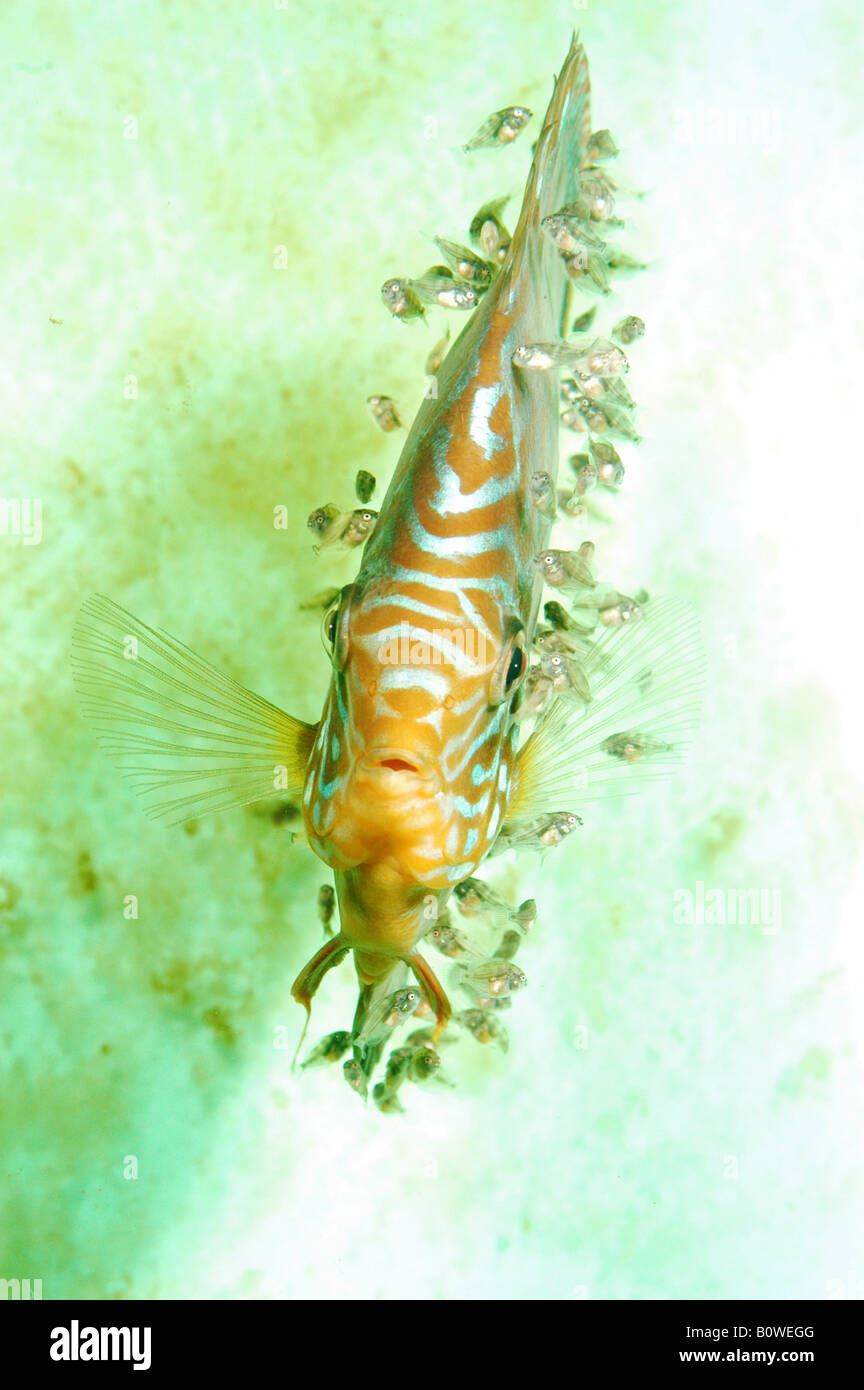 Spawn of fishes hi-res stock photography and images - Alamy