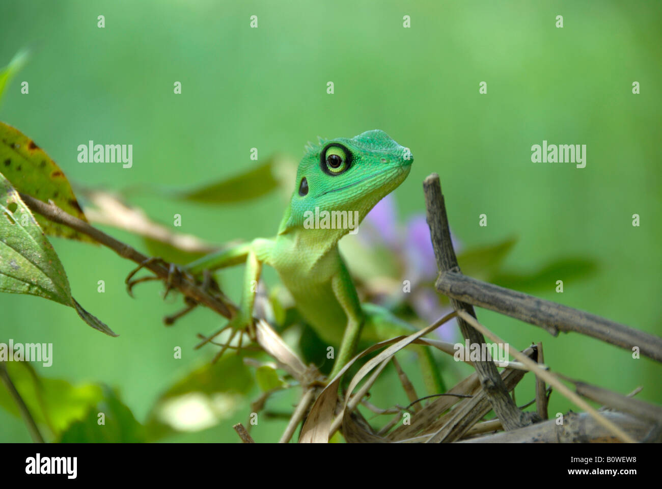 Green chameleon (Chamaeleonidae) in tropical rainforest near Mulu ...