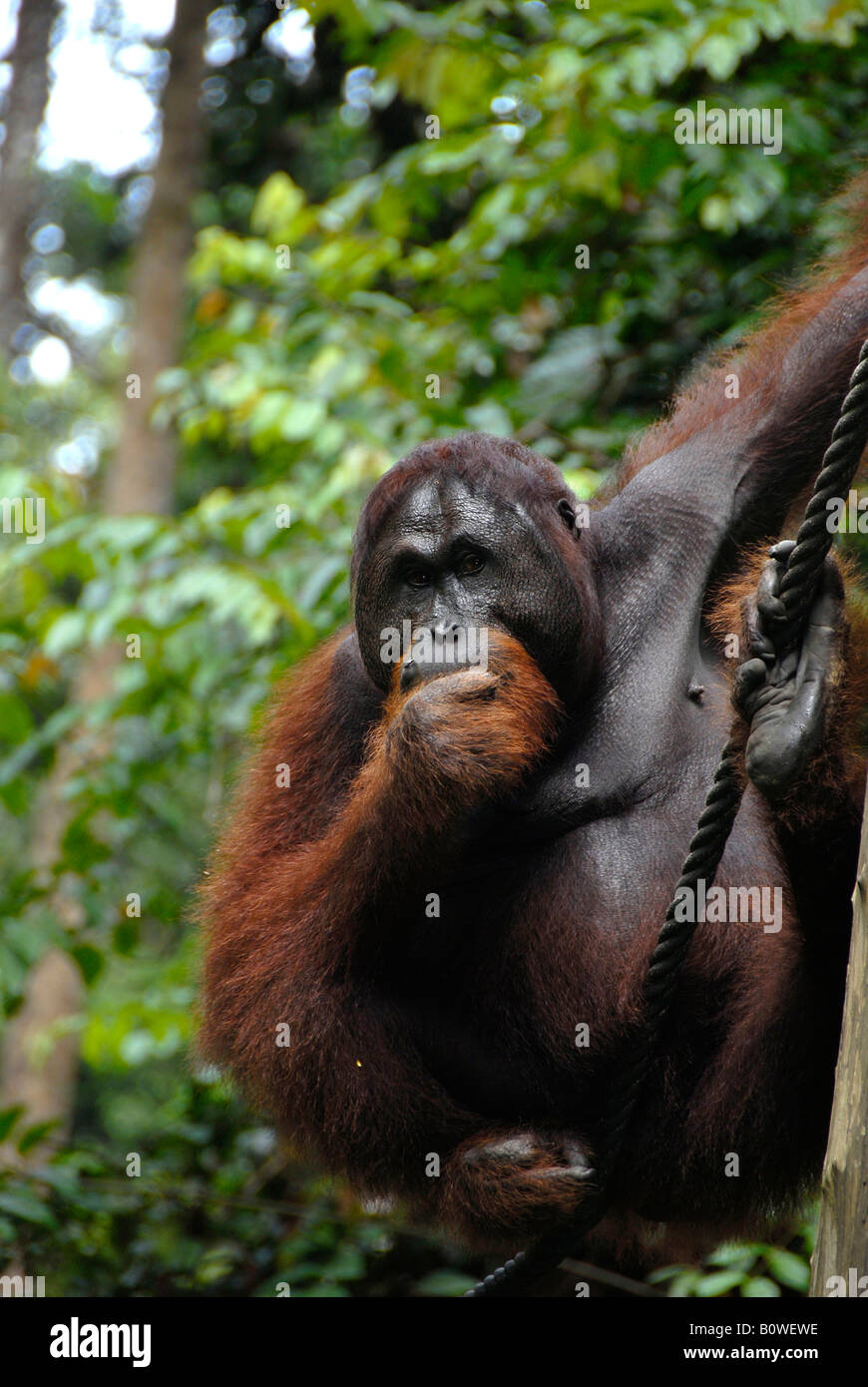 Old Bornean Orangutan (Pongo pygmaeus), contemplative, Sepilok Forest ...