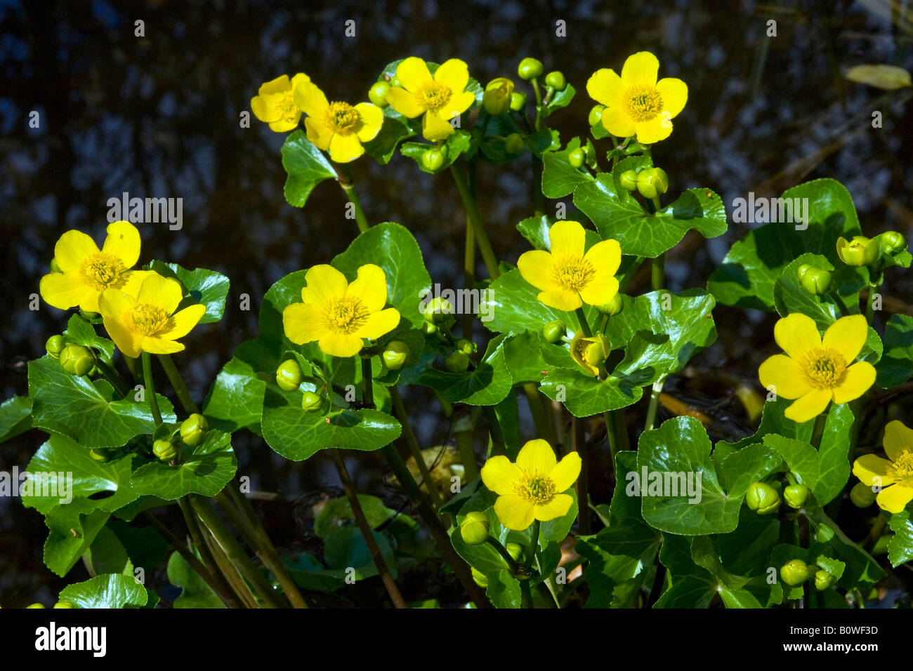 Flowering Kingcups or Marsh Marigolds (Caltha palustris Stock Photo - Alamy