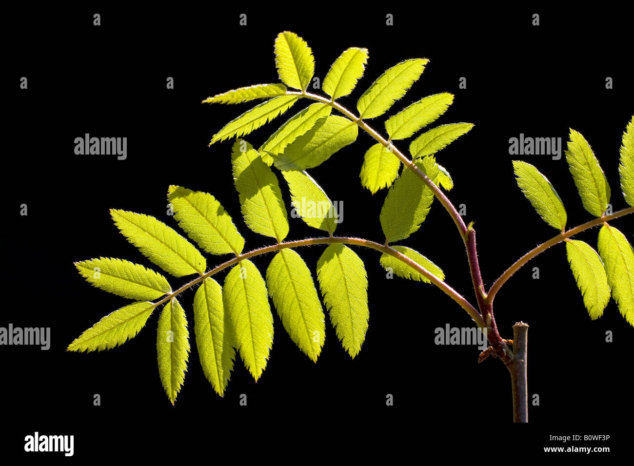 European Rowan leaves, Mountain Ash, (Sorbus aucuparia), spring foliage ...