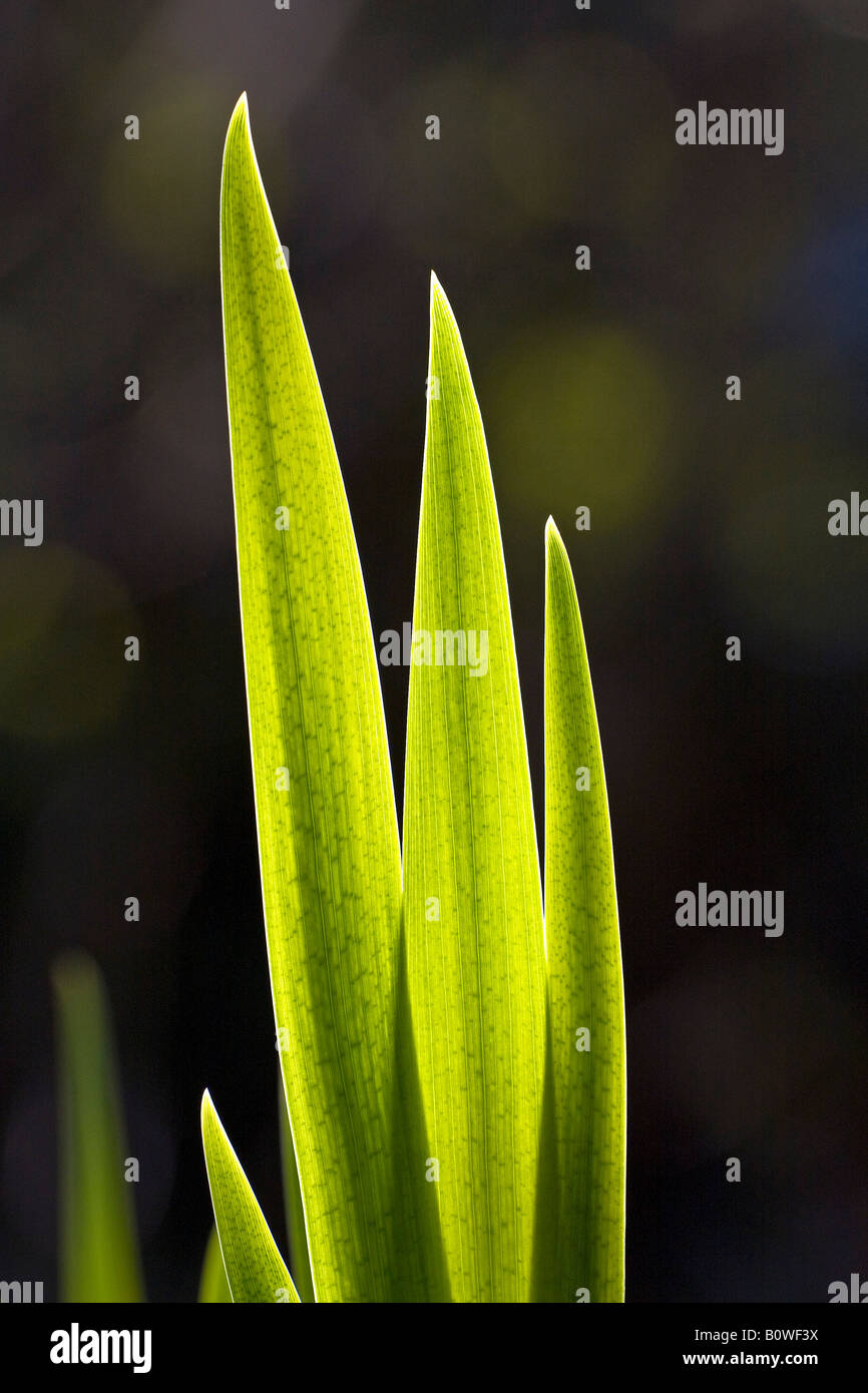Iris leaves hi-res stock photography and images - Alamy