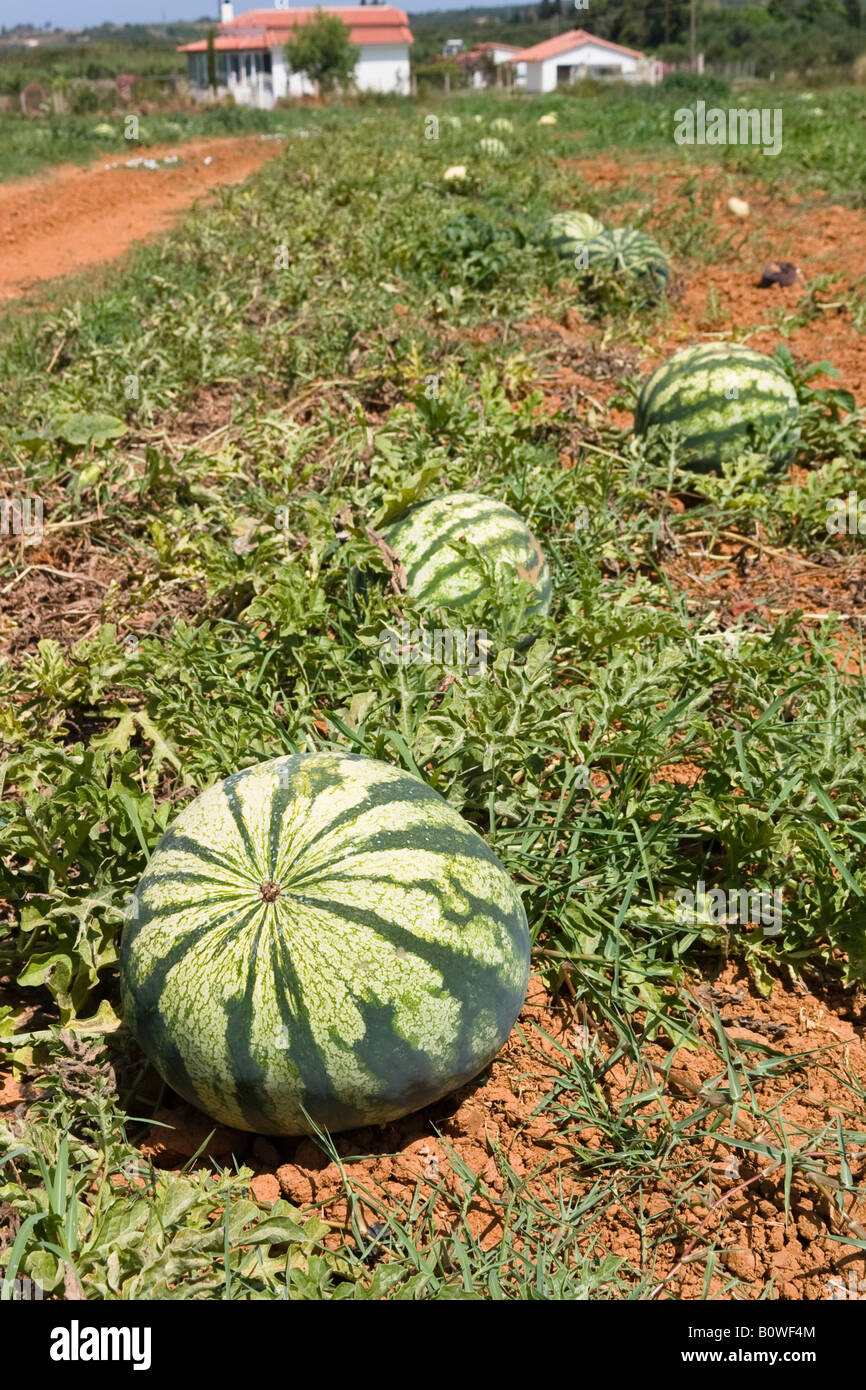 Greece fruits hi-res stock photography and images - Alamy