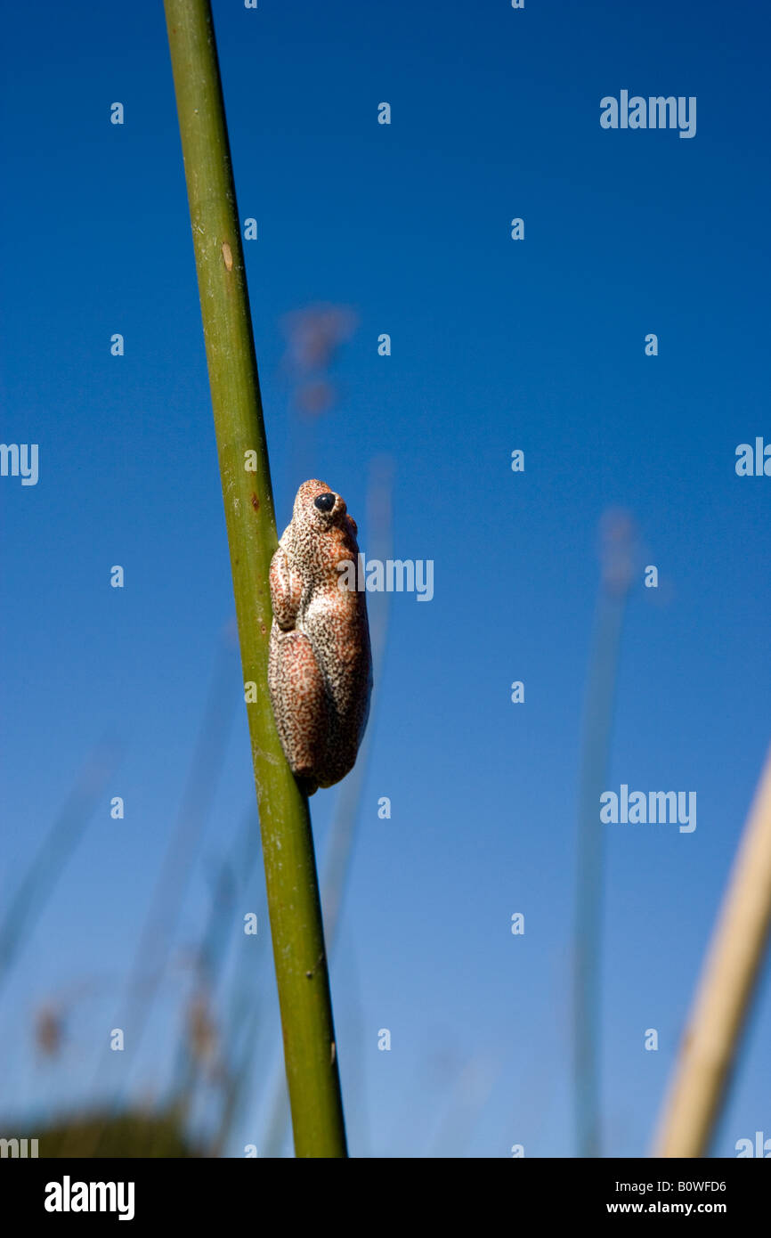 Argus african reed frog hyperolius hi-res stock photography and images ...