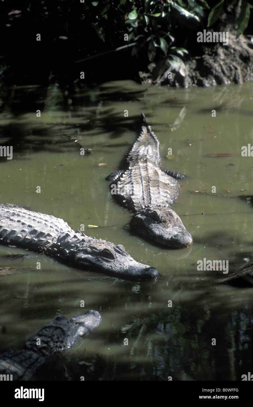 alligator alligatore Alligator mississipiensis acquitrino pond palude ...