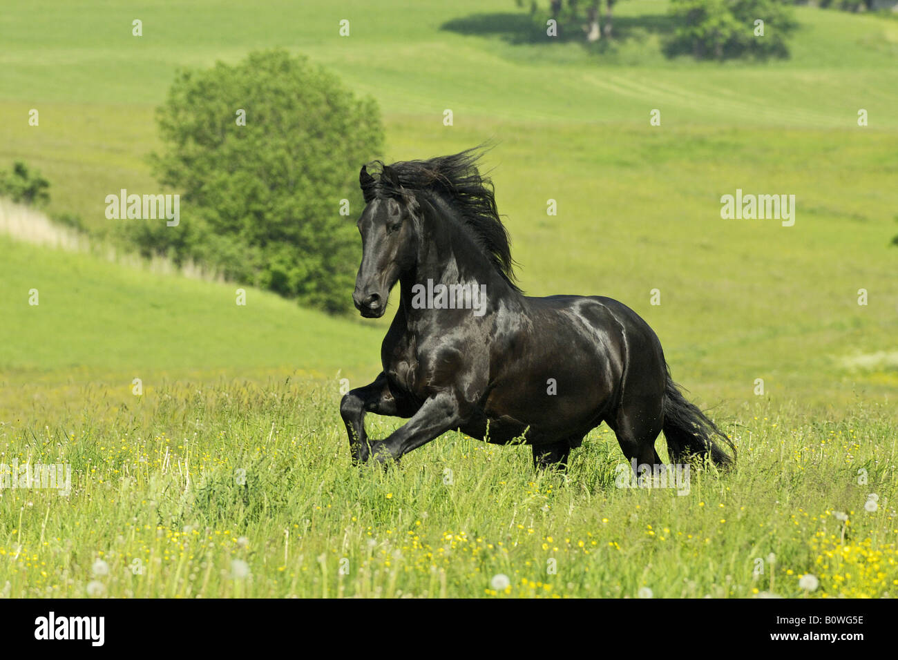 Friesian horse galloping on a meadow Stock Photo - Alamy