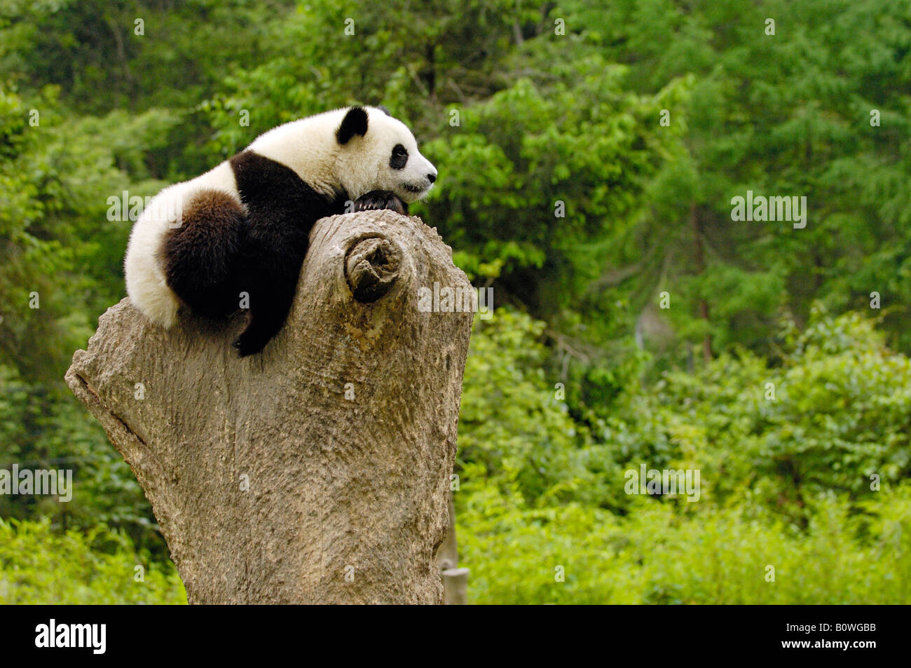 Giant Panda (Ailuropoda melanoleuca). Young individual lying on a tree ...