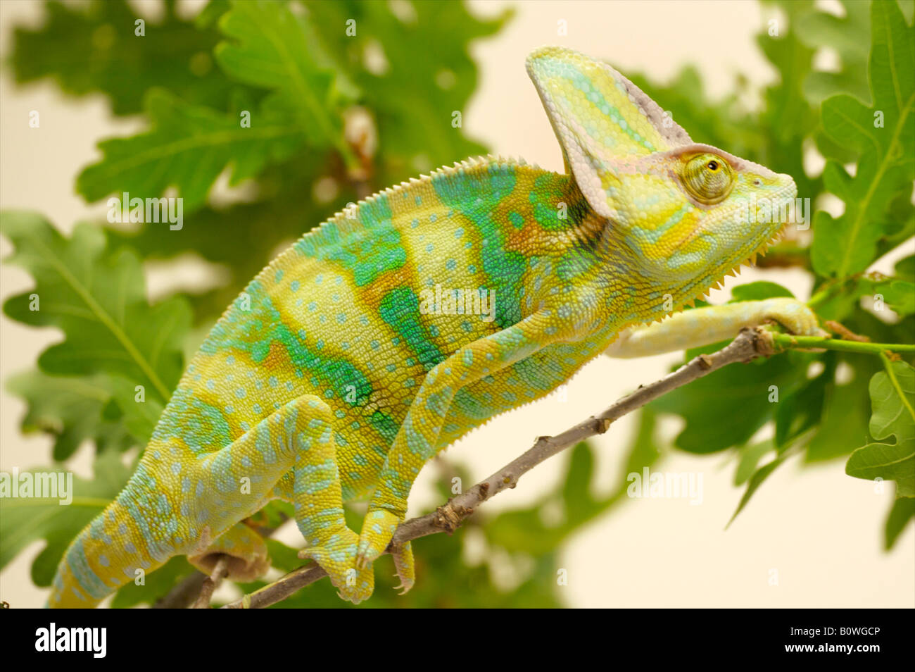 Yemen chameleon Chamaeleo calyptratus Stock Photo - Alamy