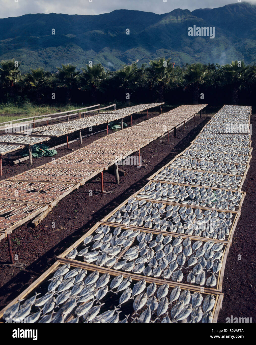 Fish drying on rack Stock Photo - Alamy