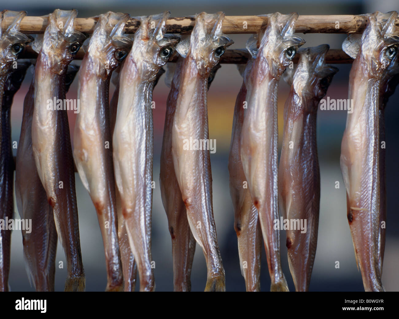 Fish drying on rack Stock Photo - Alamy