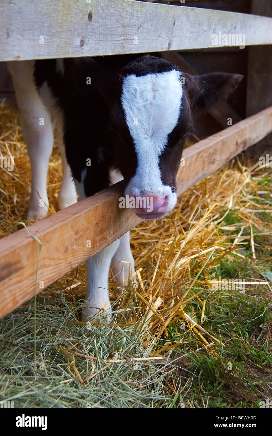 Vancouver Canada Lower Mainland Farmers Animals on the Farm Stock Photo ...