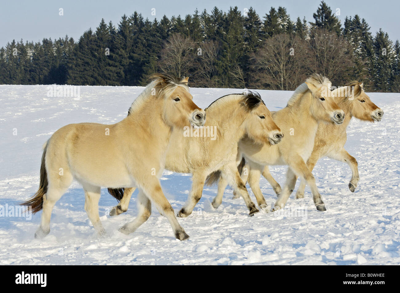 Norwegian Horses Stock Photos & Norwegian Horses Stock Images - Alamy