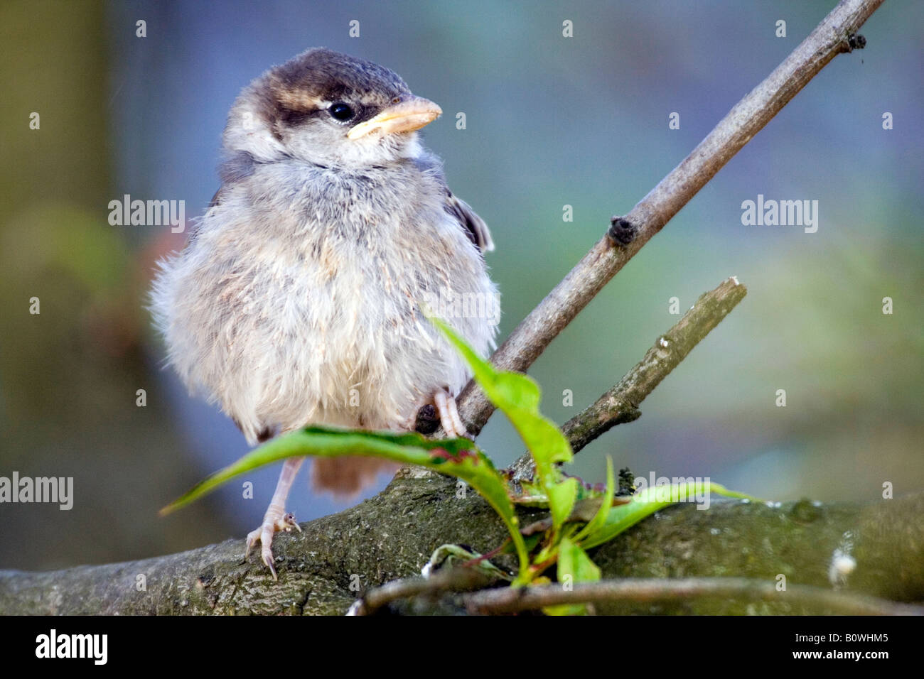 Close up young bird hi-res stock photography and images - Alamy