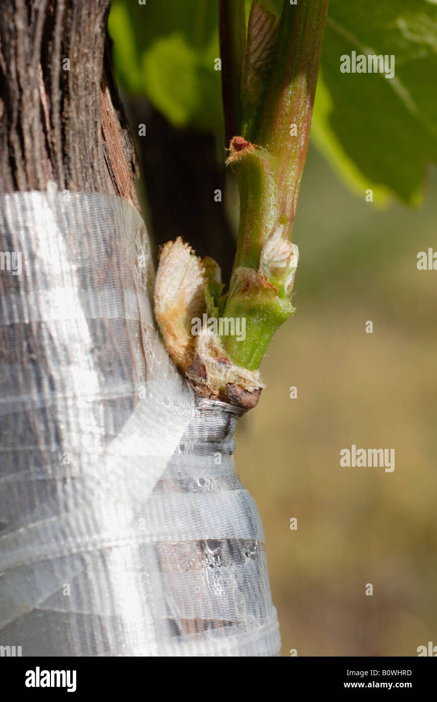 Graft Vine High Resolution Stock Photography and Images - Alamy