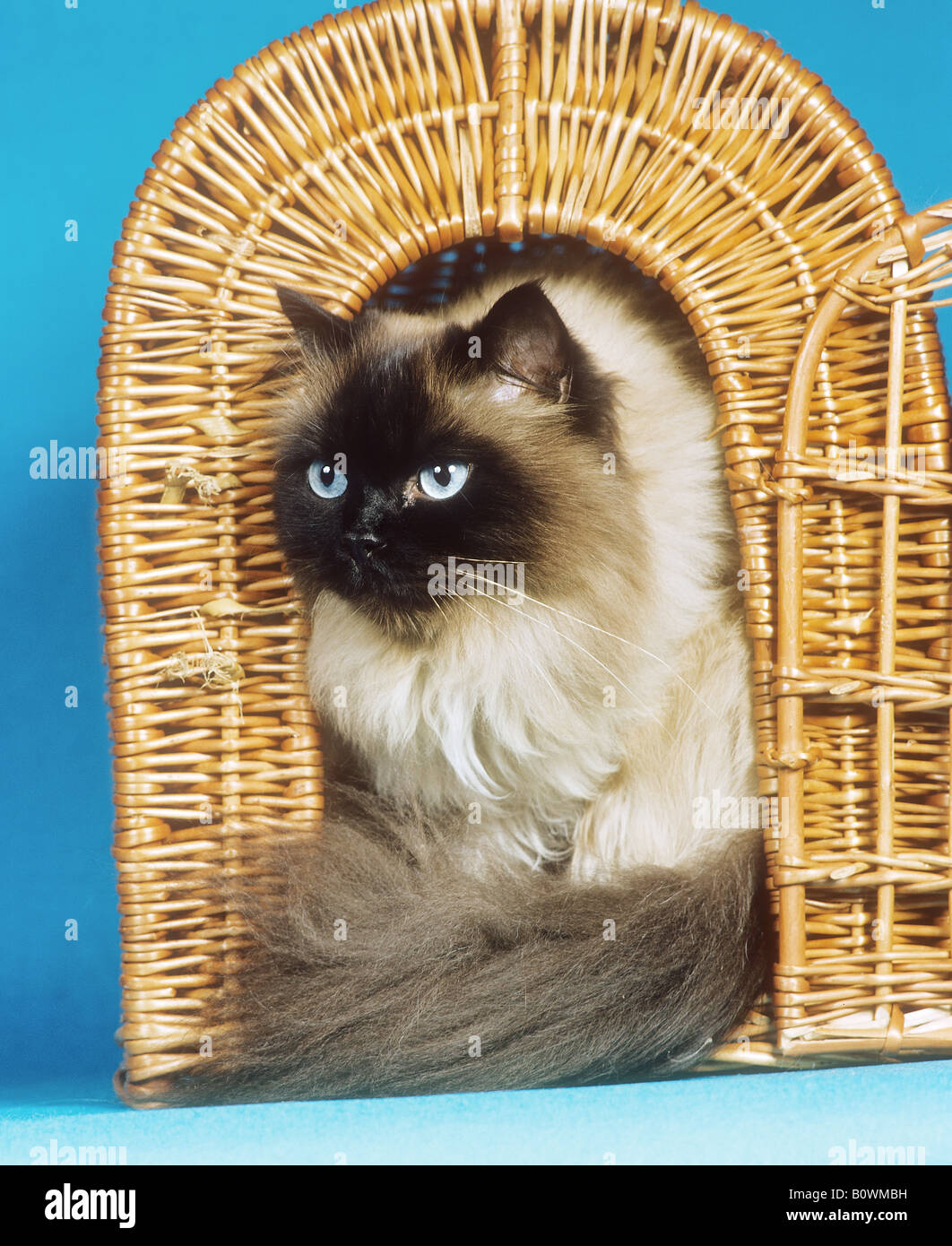 Colourpoint - in basket Stock Photo - Alamy