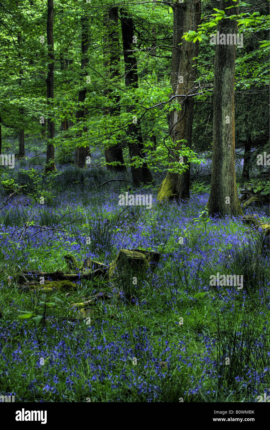 Bluebell Wood, Forest of Dean, UK Stock Photo - Alamy