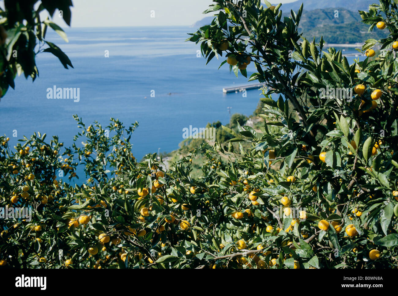 Tree tangerine hi-res stock photography and images - Alamy