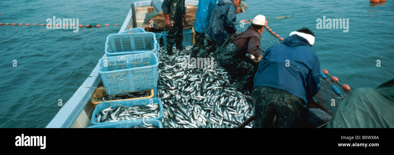 Fishermen catching herrings Stock Photo - Alamy