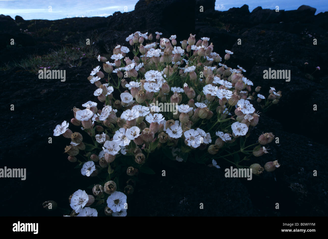 sea campion flower (Silene uniflora Roth) on black lava stone, Iceland ...