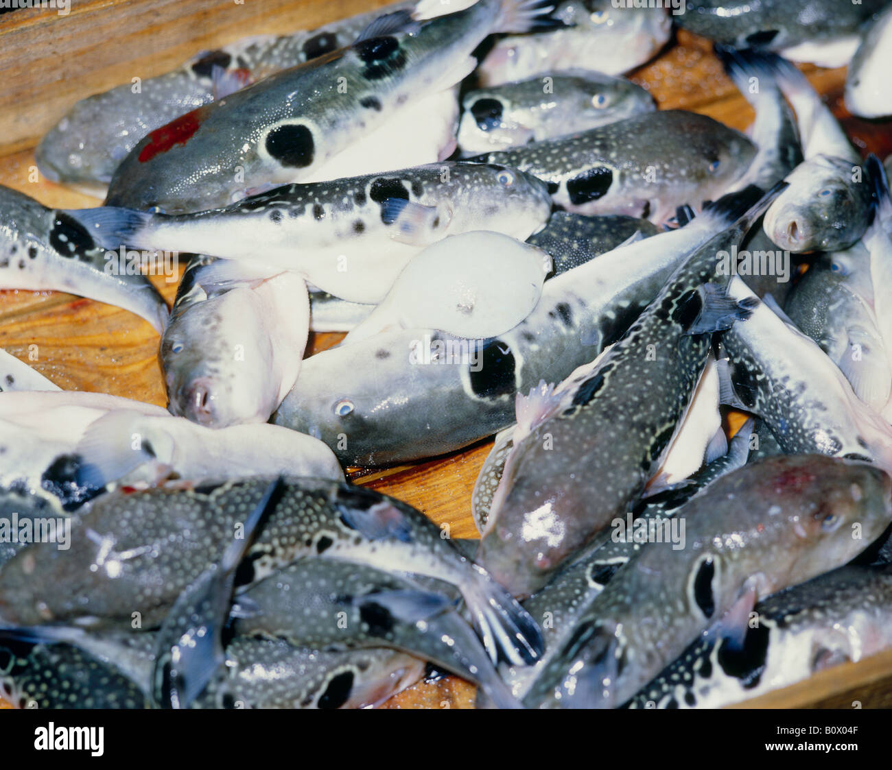 Balloonfish hi-res stock photography and images - Alamy