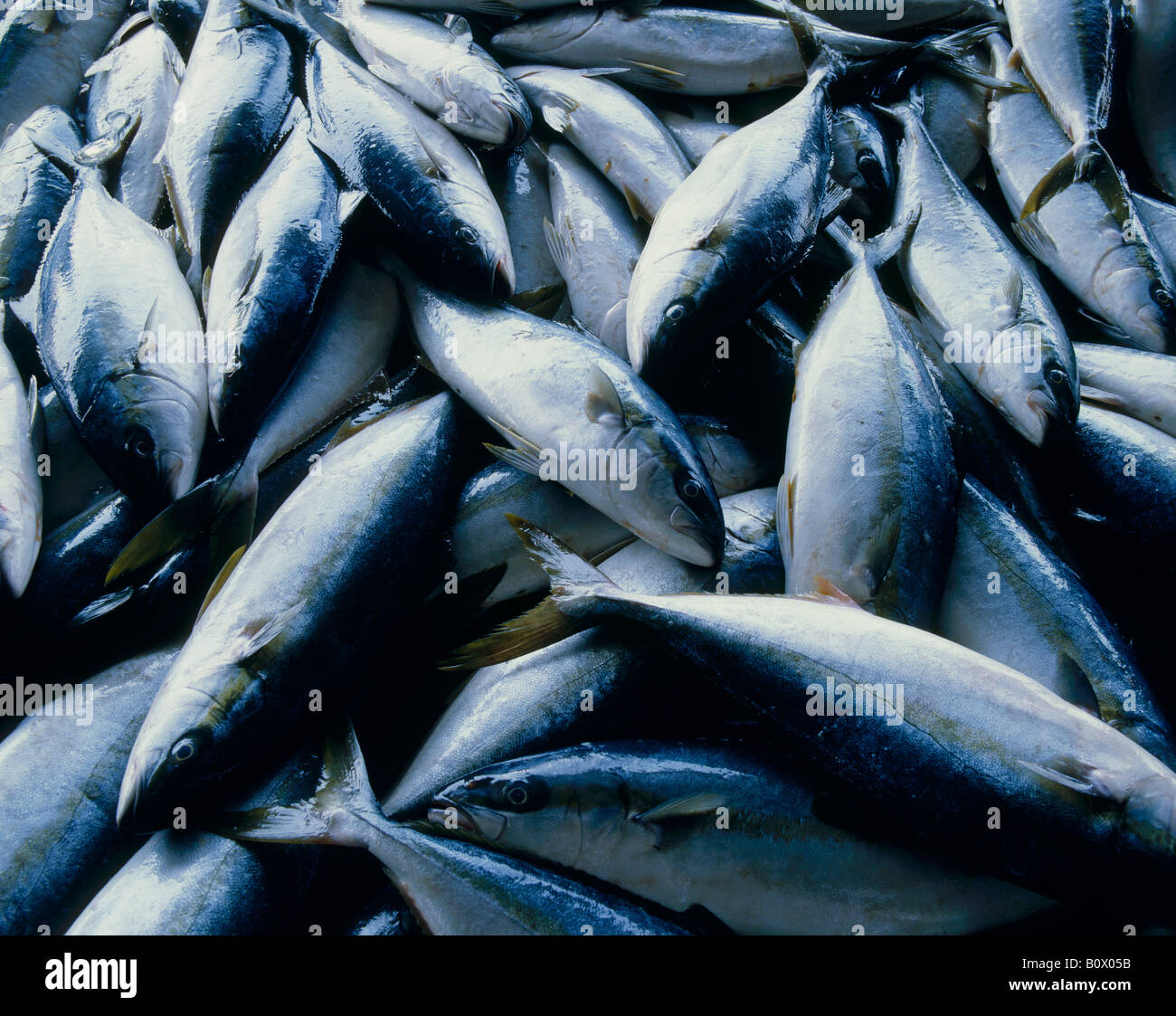 Amberjack fish fishing hi-res stock photography and images - Alamy